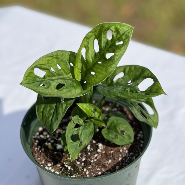 Monstera Obliqua - Etsy