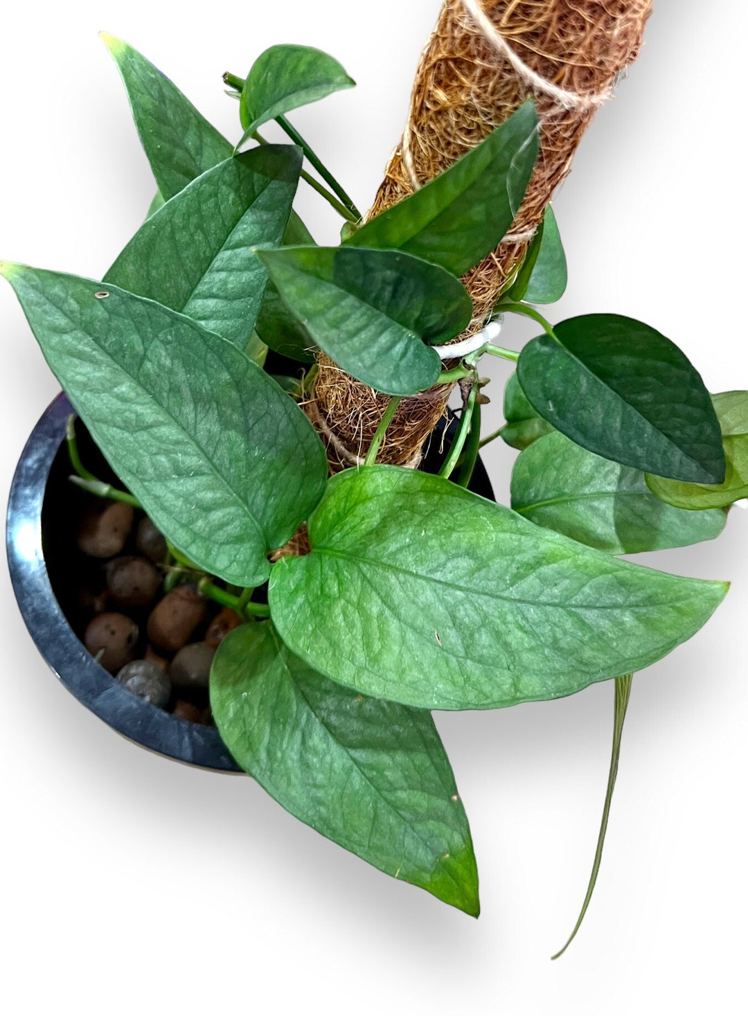 Cebu Blue Pothos Available in 2-3 Node Cutting, 4'' Pot, and 6'' Pot ...