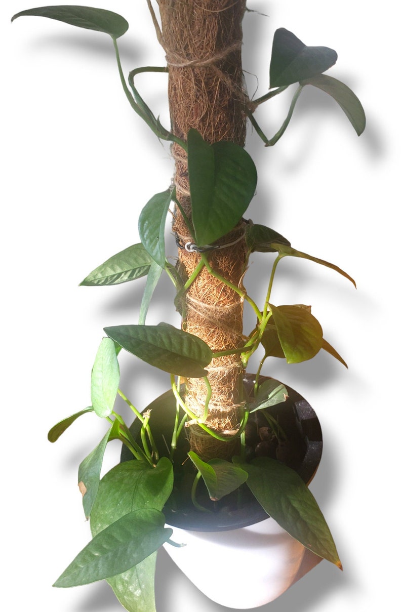 Cebu Blue Pothos Available in 2-3 Node Cutting, 4'' Pot, and 6'' Pot ...