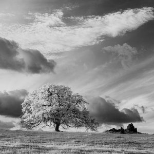 Lone Oak 8x10 Nature Landscape Photo Print - Etsy