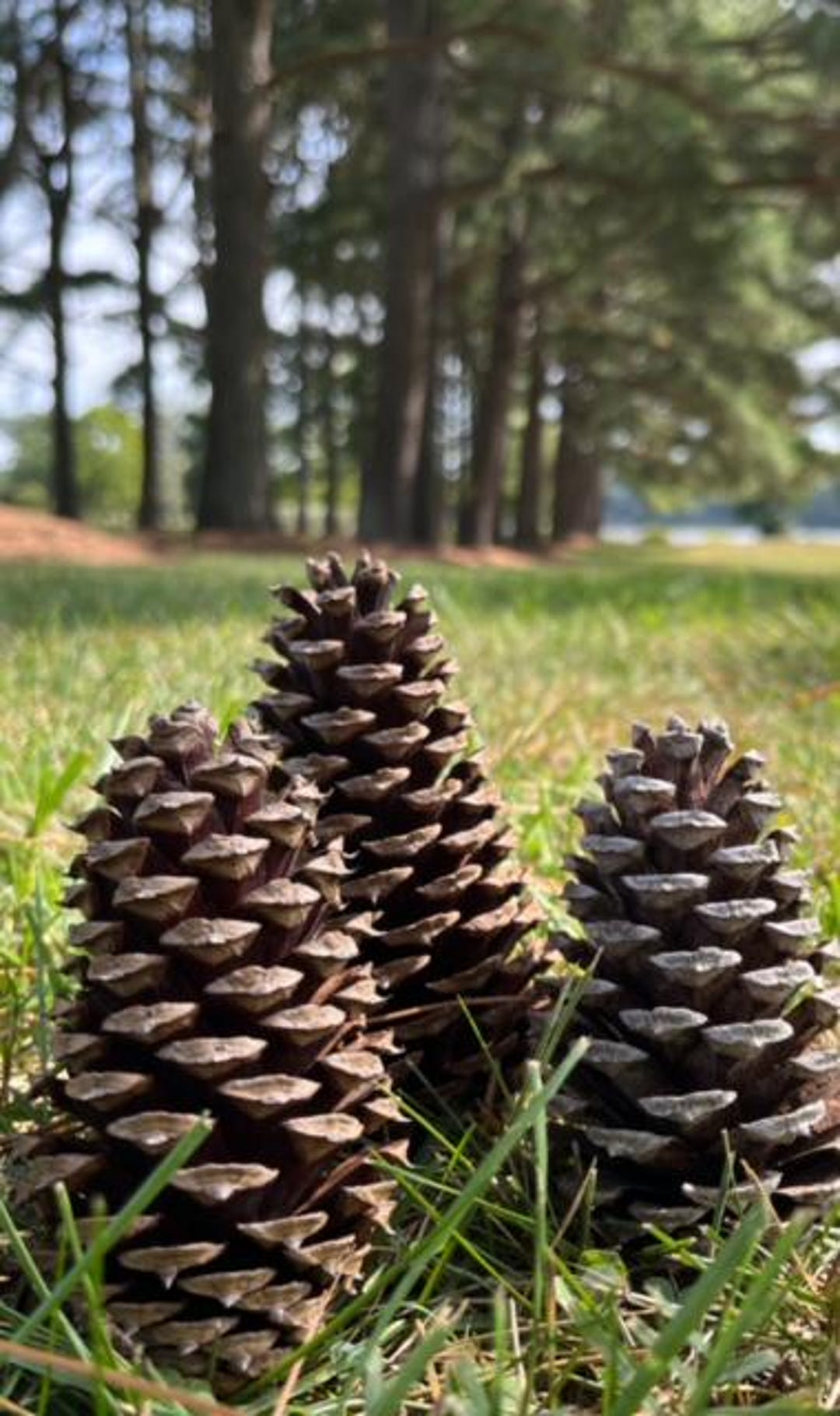4-5 Natural Loblolly Pine Cones - Etsy