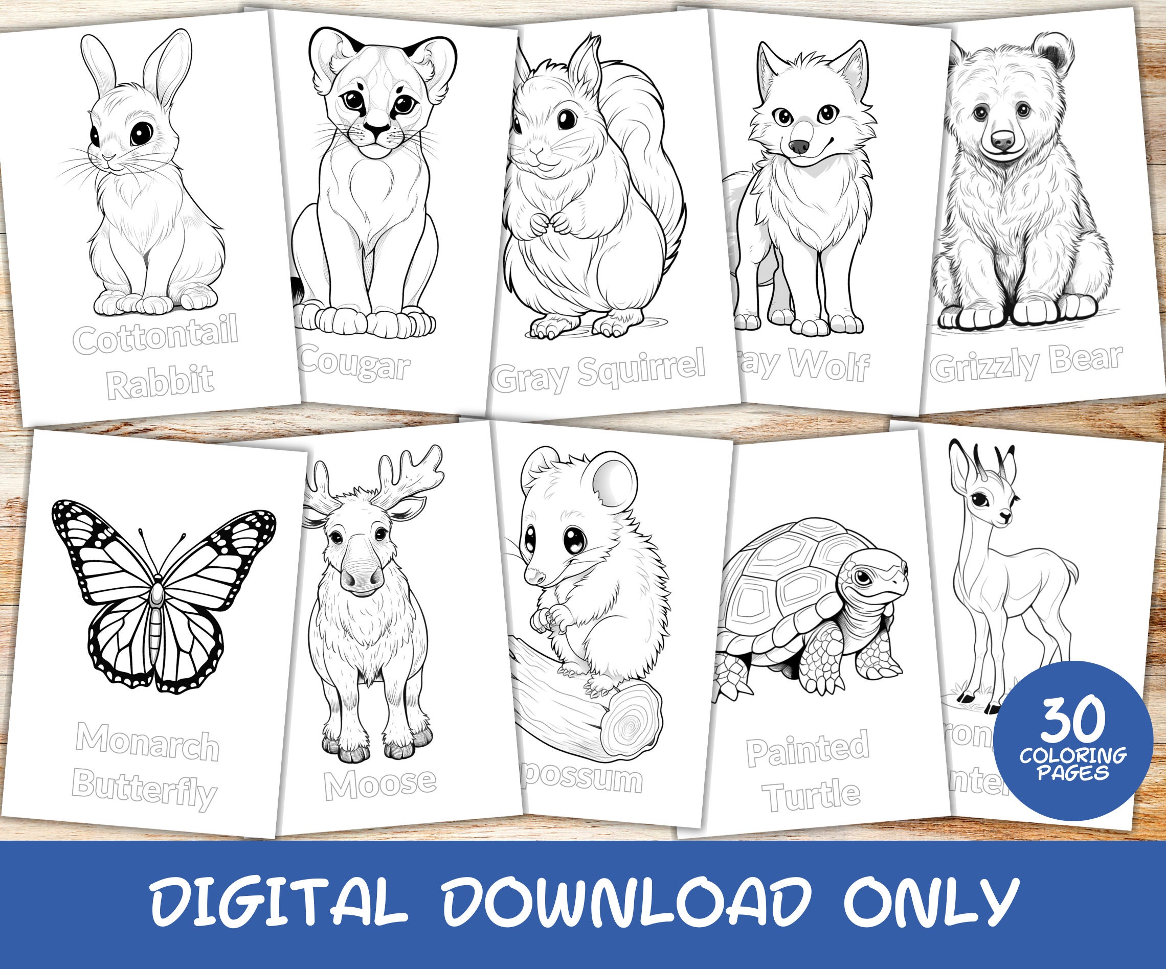 30 World Animals North America Coloring Pages Book With Names - Etsy