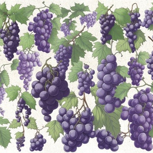 Watercolor Grapes Clipart Pack | Vibrant Grapevine Illustrations for ...