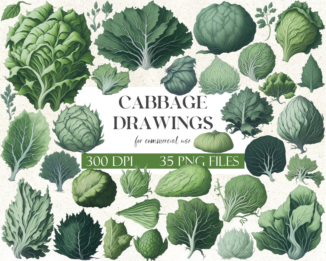 Cabbage Drawings Clipart Pack | 35 PNG | Kitchen Wall Decor | Organic ...