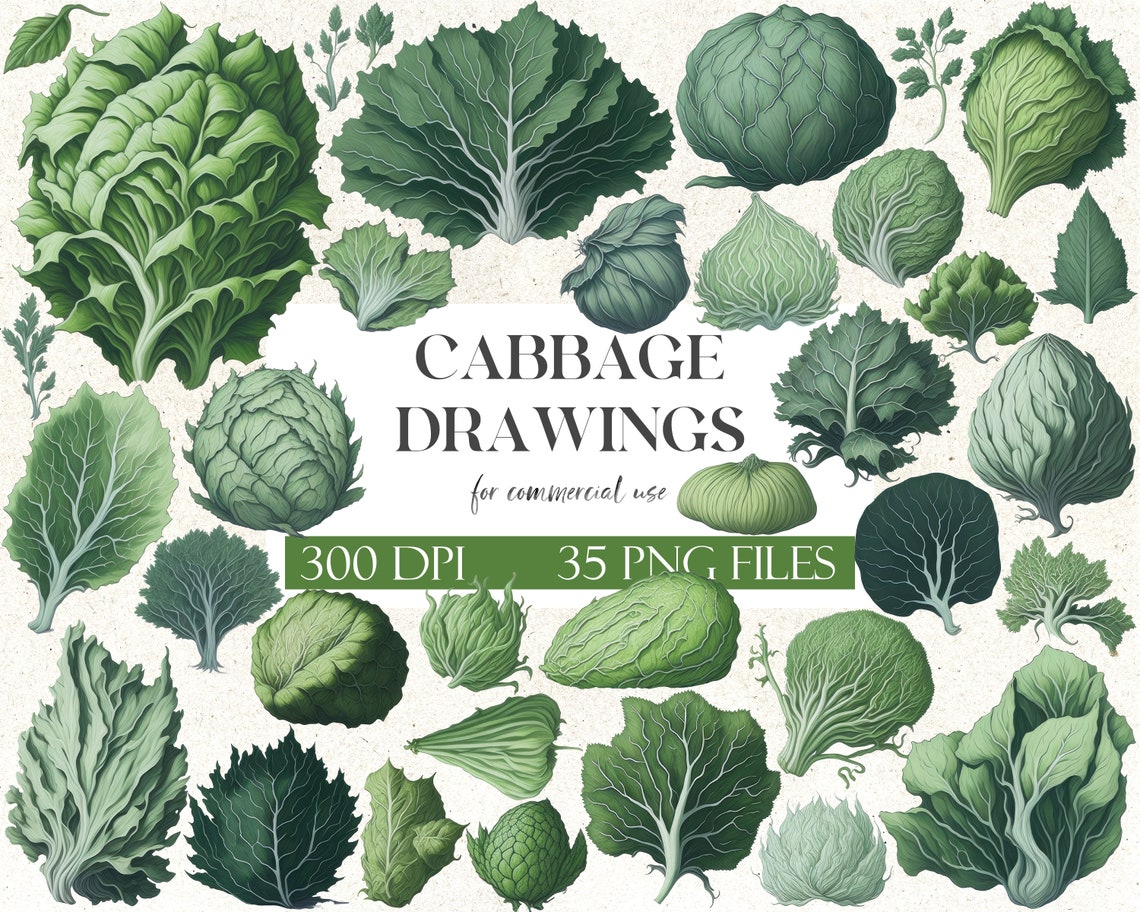 Cabbage Drawings Clipart Pack | 35 PNG | Kitchen Wall Decor | Organic ...