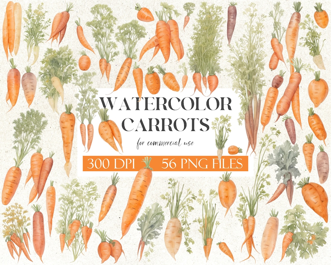 Watercolor Carrots Clipart Pack | Vegetable Graphics | Autumn Harvest ...