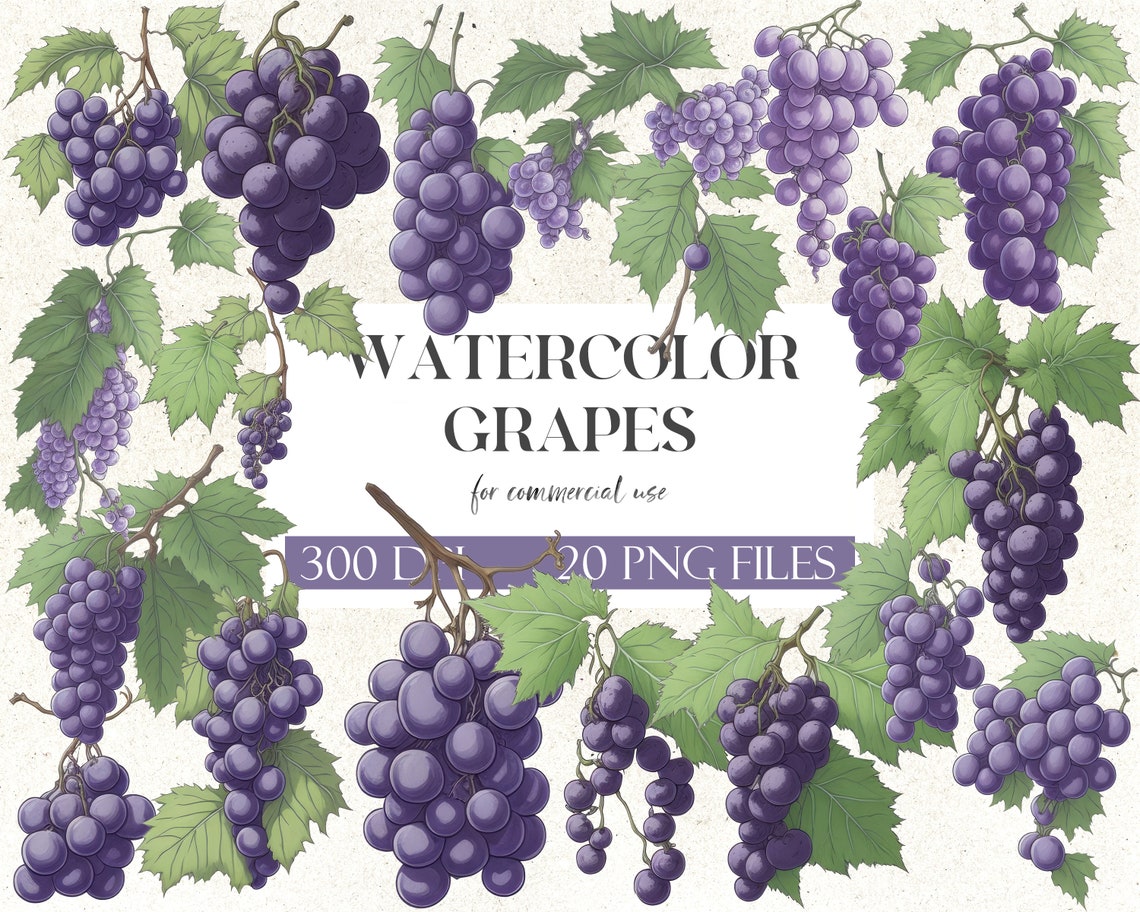 Watercolor Grapes Clipart Pack | Vibrant Grapevine Illustrations for ...