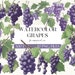 Watercolor Grapes Clipart Pack | Vibrant Grapevine Illustrations for ...