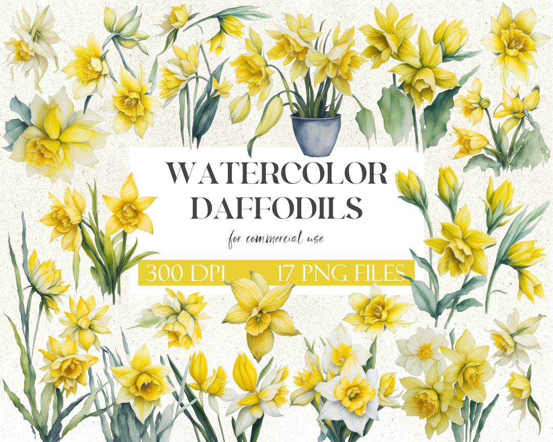 Watercolor Daffodils Clipart Pack | Vibrant Floral Art Collection ...