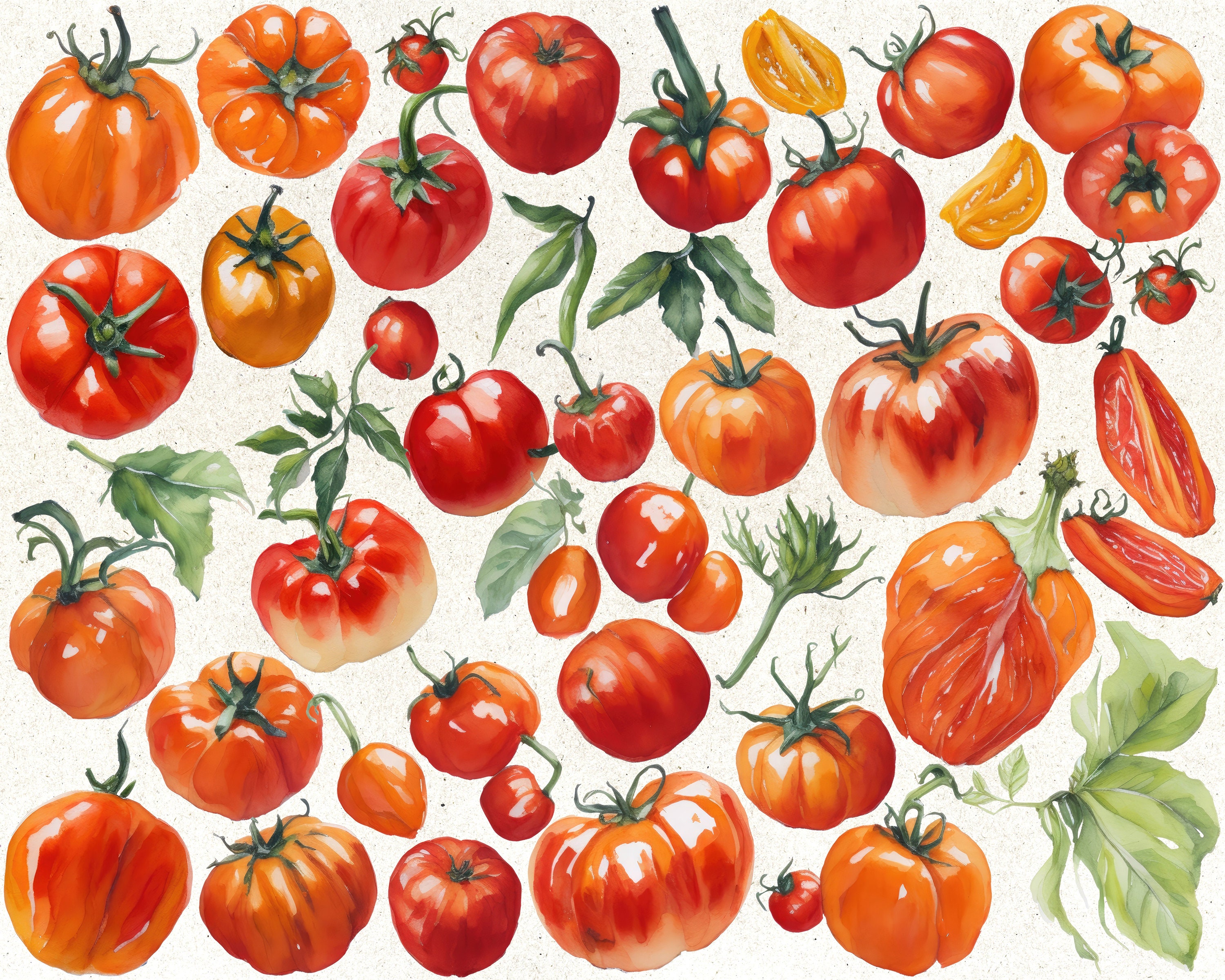 Watercolor Tomato Clipart Pack Sun-touched Vegetables - Etsy