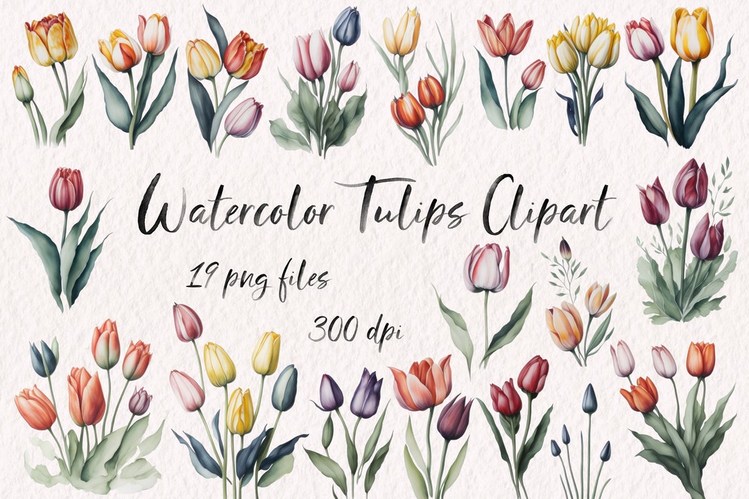 Watercolor Tulips Clipart Floral Clip Art Botanical Clip - Etsy