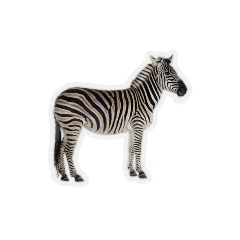 Realistic Zebra Vinyl Decal - Etsy