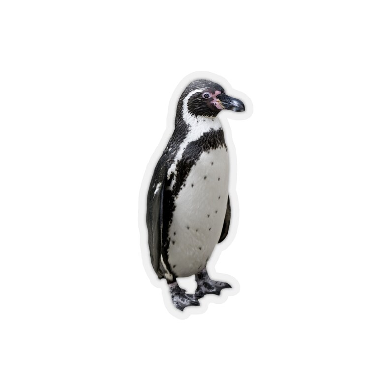 Realistic Penguin Vinyl Decal - Etsy