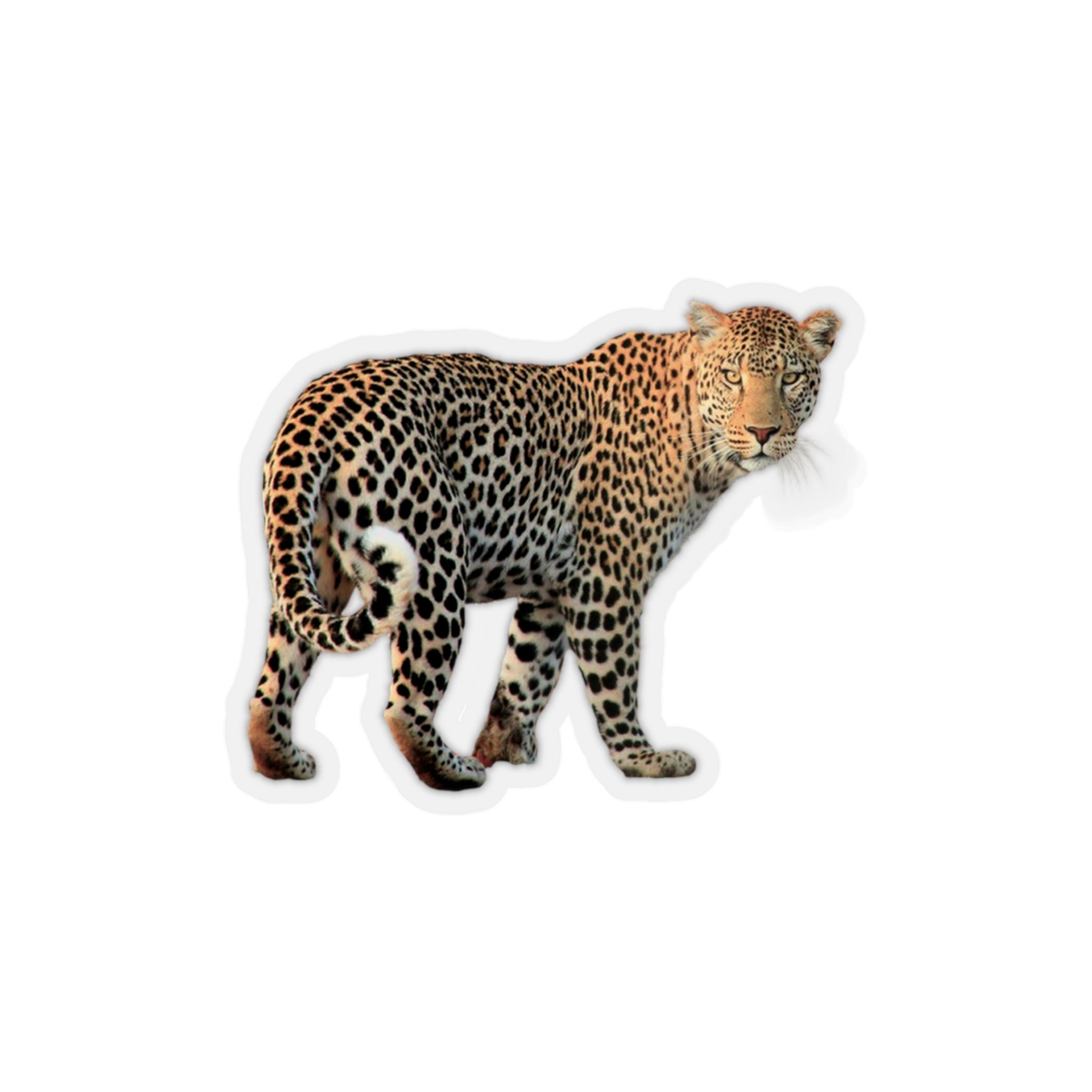 Realistic Cheetah Vinyl Decal - Etsy