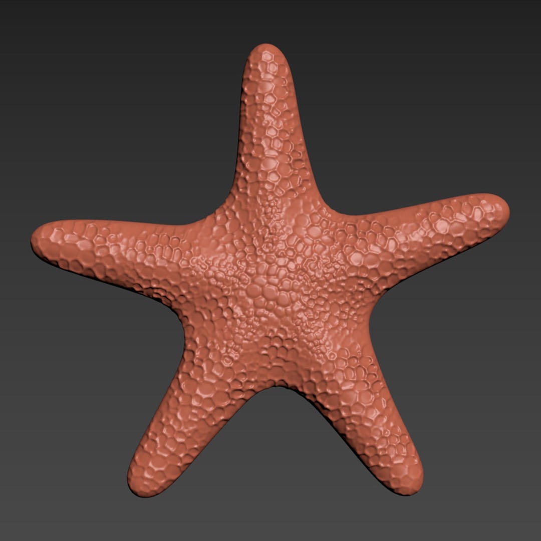 Echinoderm Starfish. Sea Star. 3D Print Model. STL. - Etsy