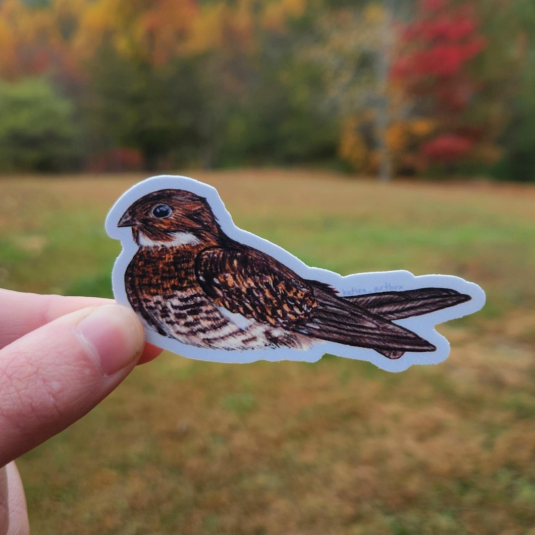 Nighthawk Sticker - Etsy