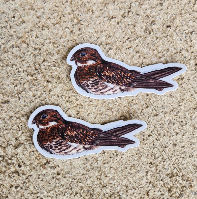 Nighthawk Sticker - Etsy