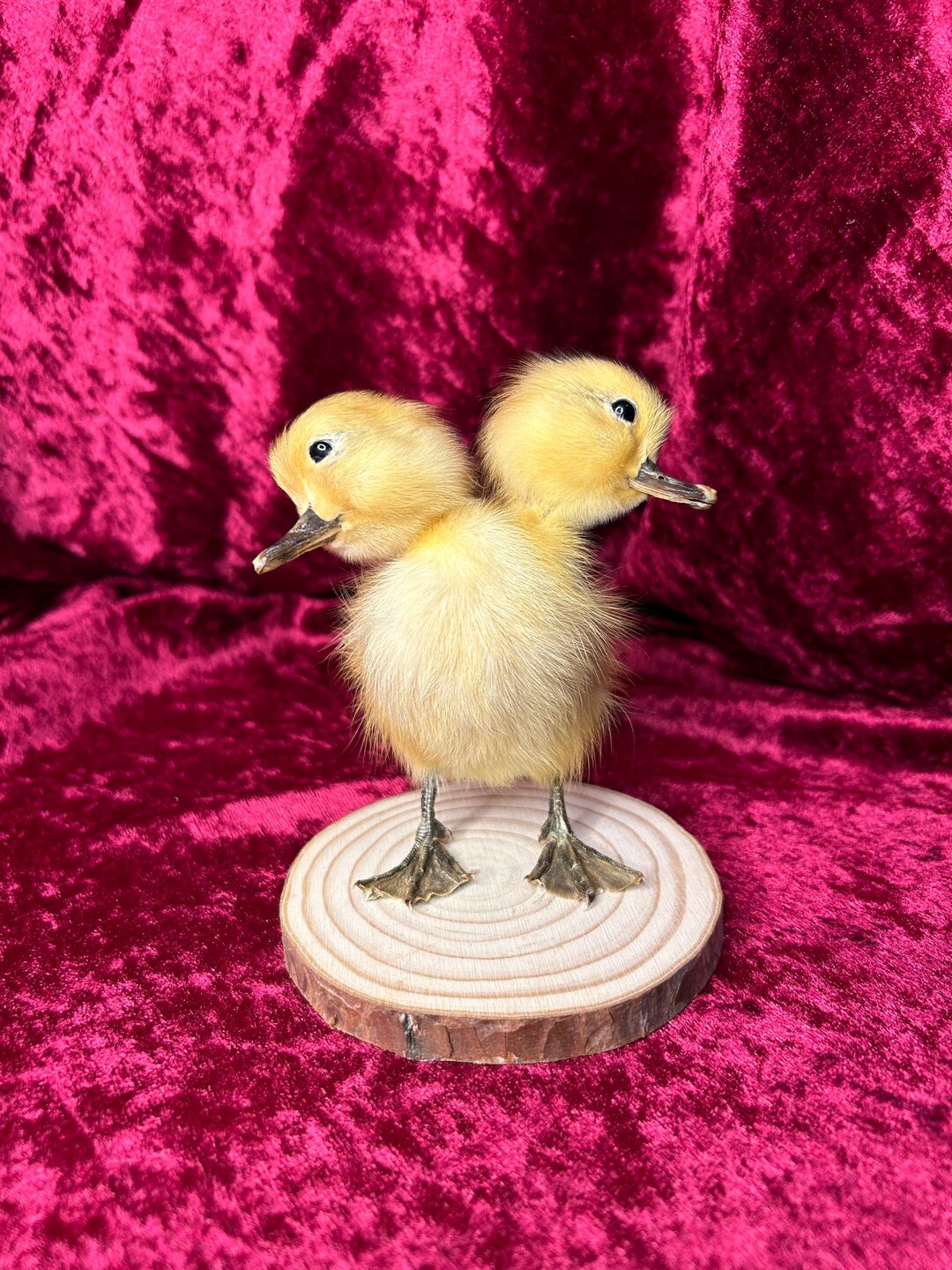 Vintage Curios- Two Headed Duckling - Etsy