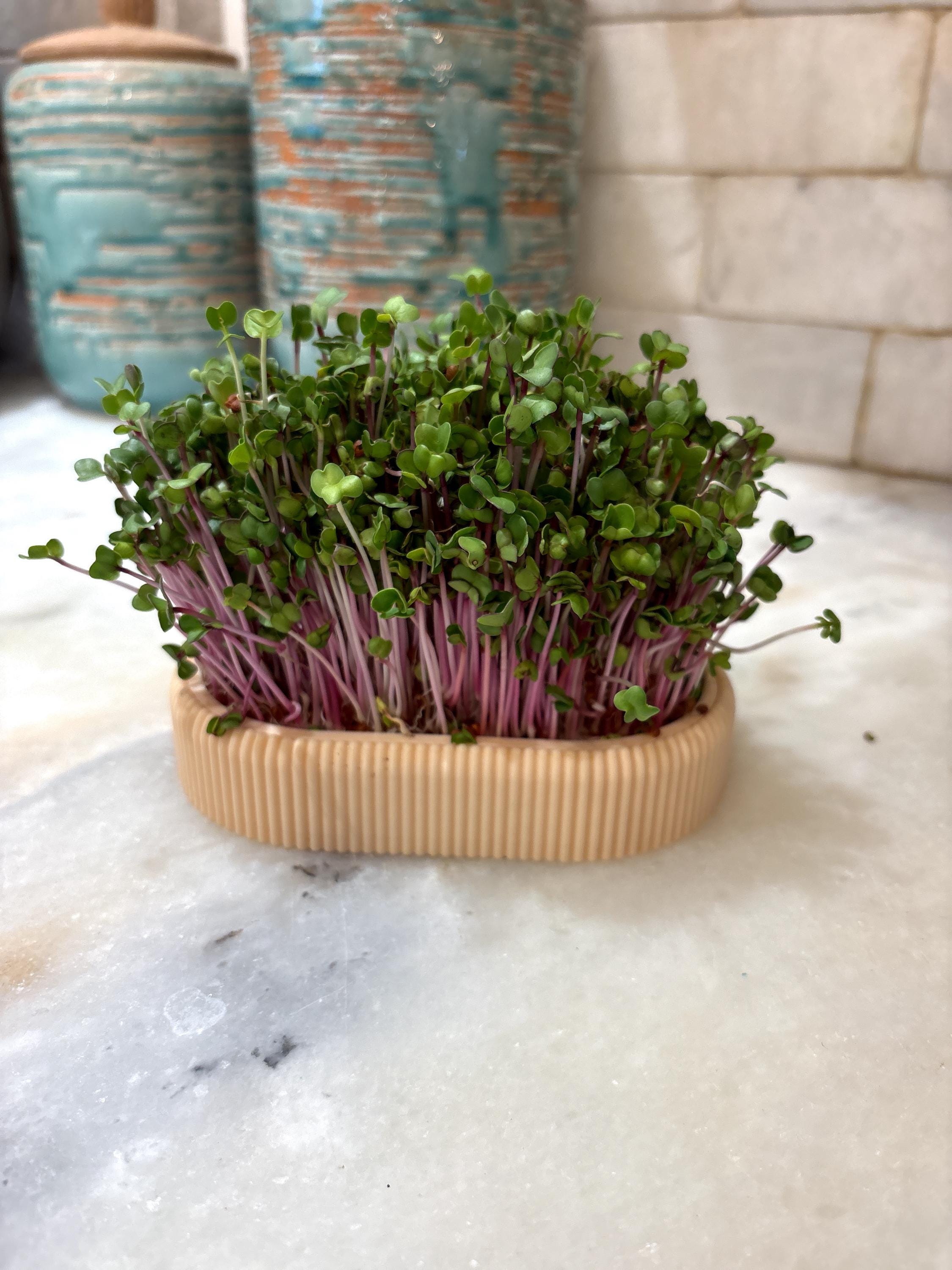 Long Microgreens Growing Kit – Custom Name Ready | 3D Printable STL ...