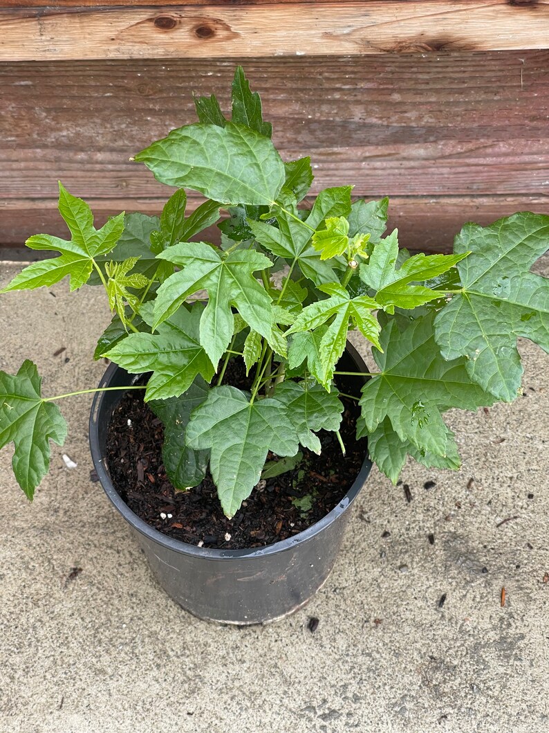 Abutilon Tiger Eyeflowering Maple chinese Lantern Live Plant in 1 ...