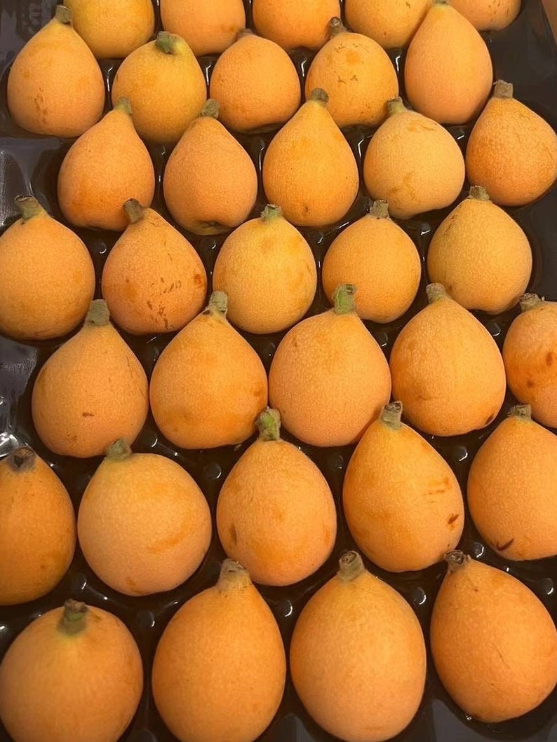 Loquat Tree Seedling Starter Plant - Etsy