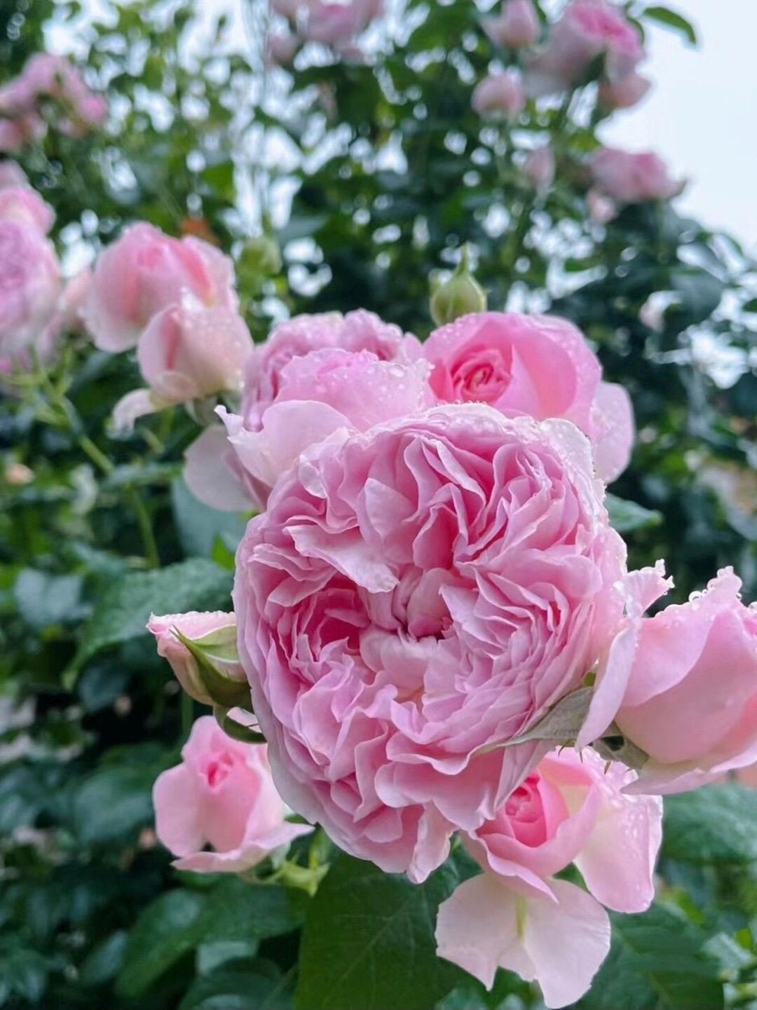 Climbing Rose mon Coeur Japanese Rose Own Rooted - Etsy