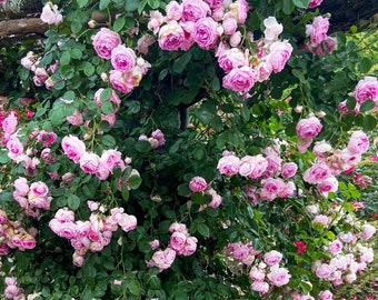 Rare Rose princess Sakura Live Plant Japanese Rose Own Rooted in 1 ...