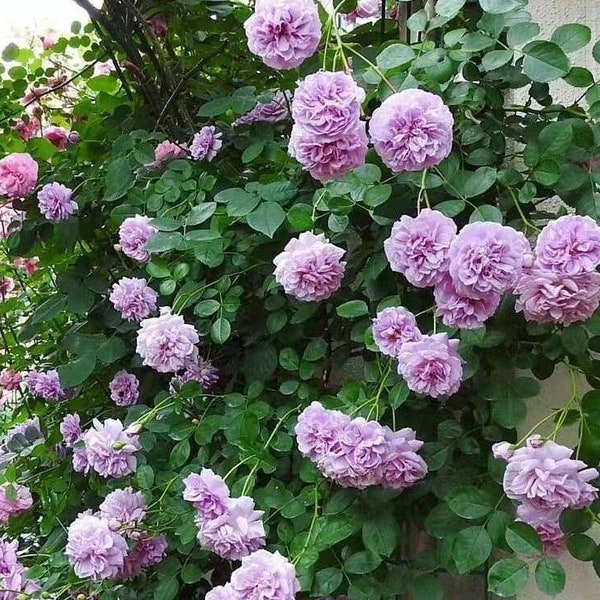 Purple Climbing Rose - Etsy