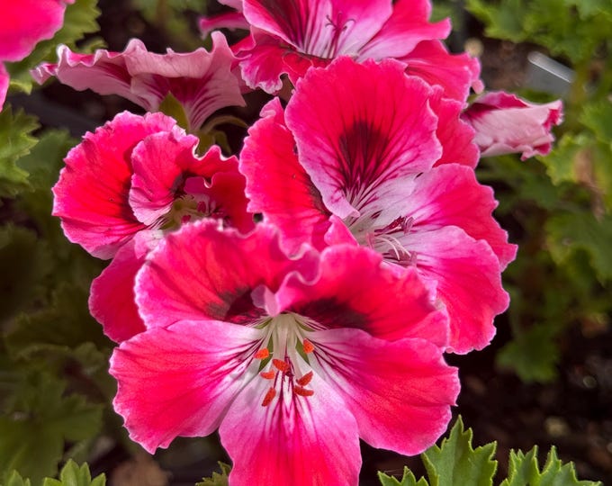 Geranium Elegance 'red Velvet' | Pelargonium X Domesticum | Regal ...