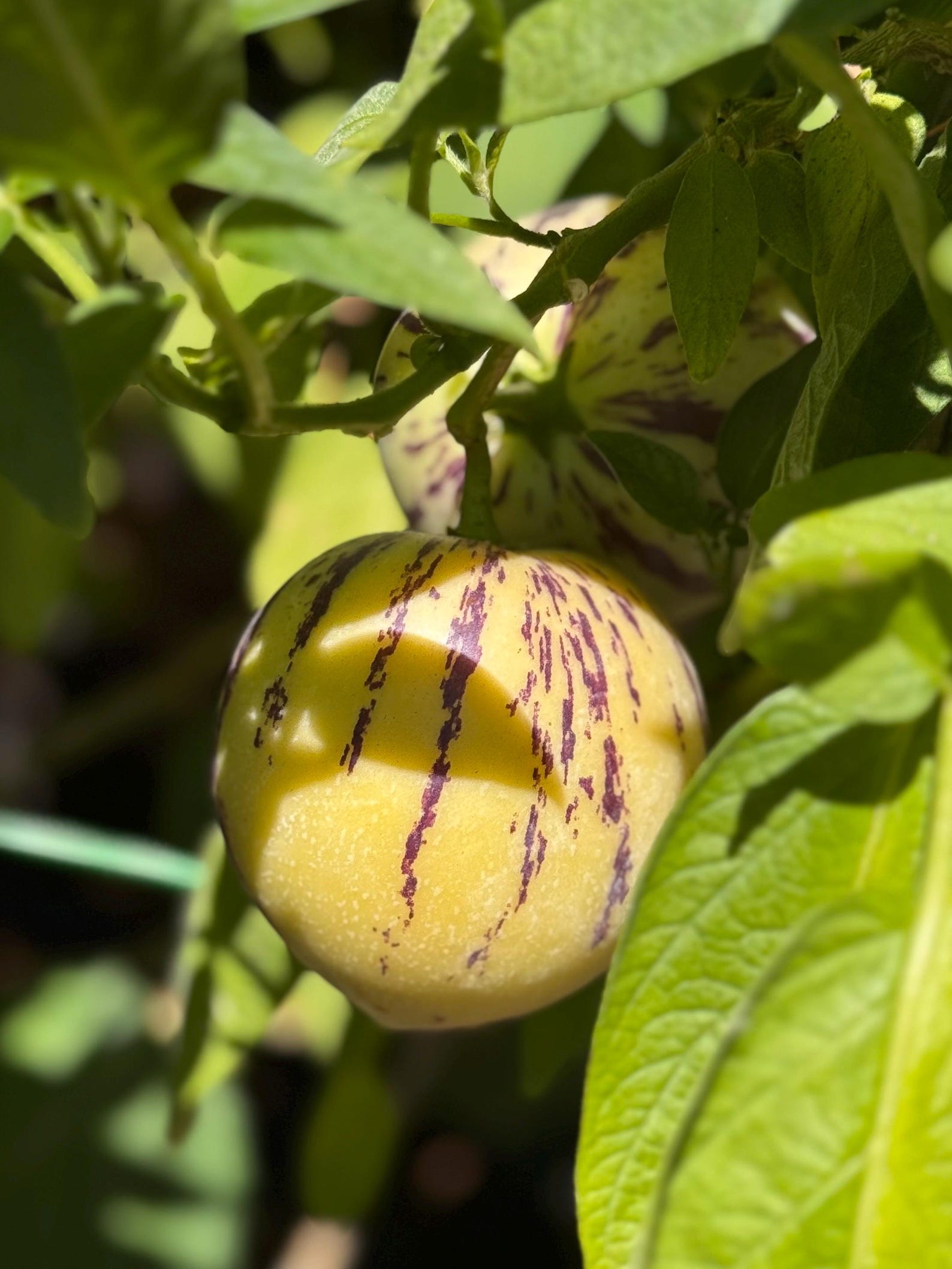 Pepino Melon Plant | 2 Plant Bundle | Ginseng Fruit | Own-root Live ...
