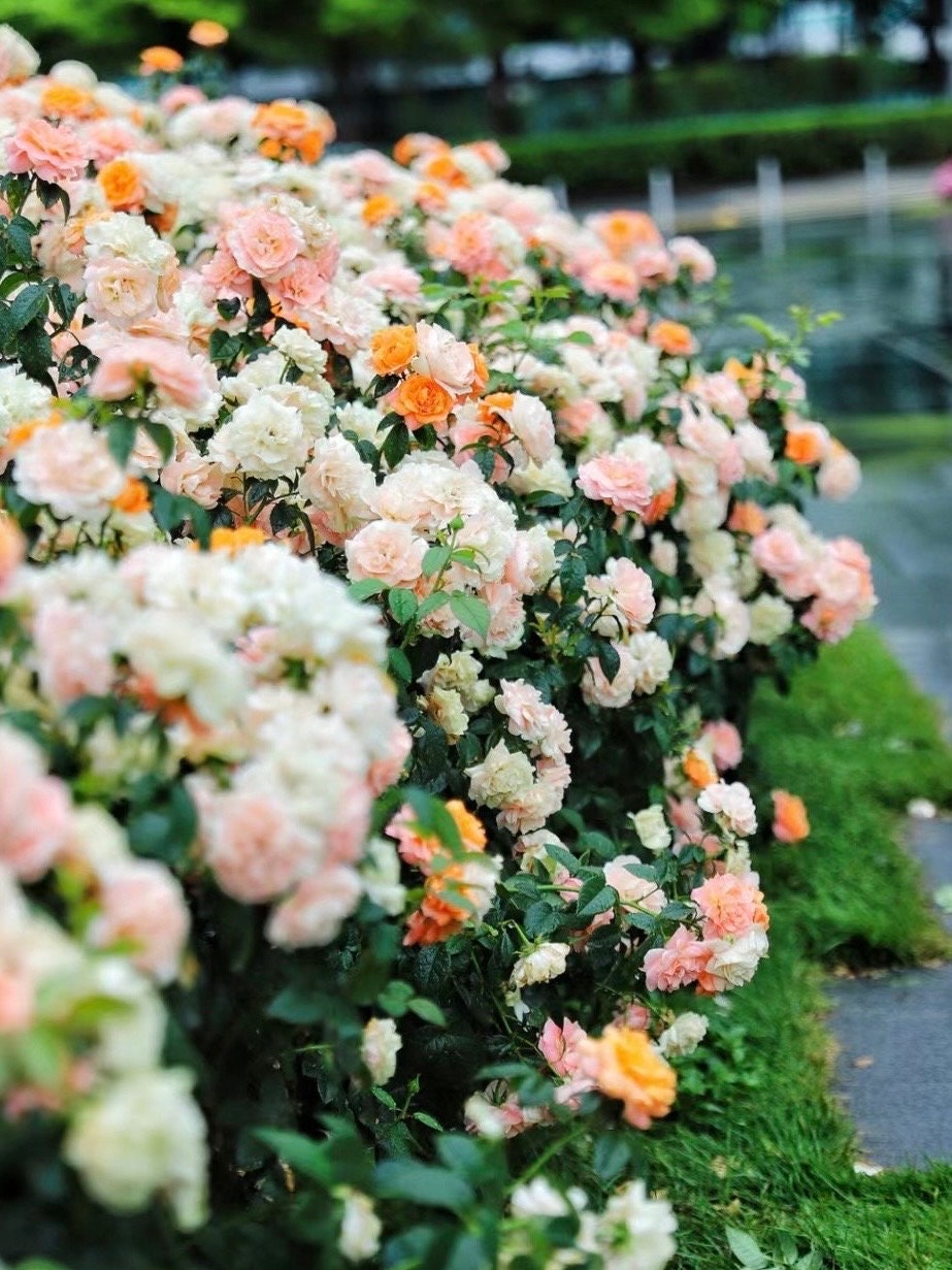 Juicy Terrazza Rose Live Plant Netherland Rose Own Root Bushes in 1 ...