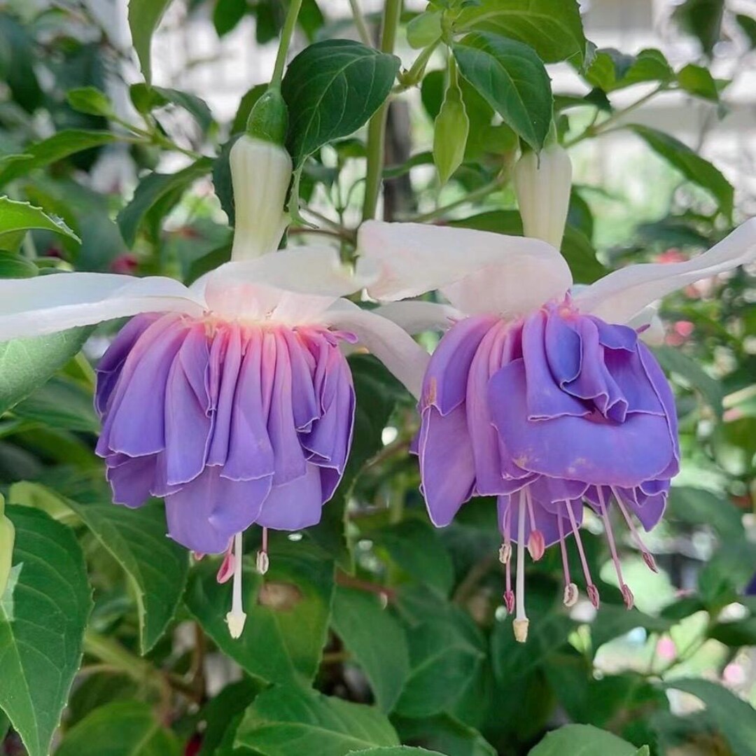Rare Fuchsia ‘quasar’ | Lavender Blue/purple Double Flower | Trailing ...