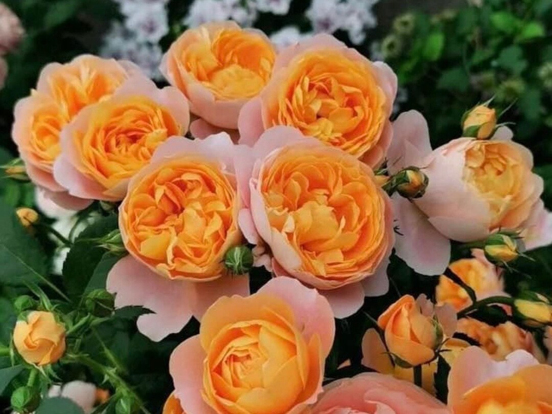 Juicy Terrazza Rose | Live Plant| Netherland Rose| Own Root Bushes in 1 ...