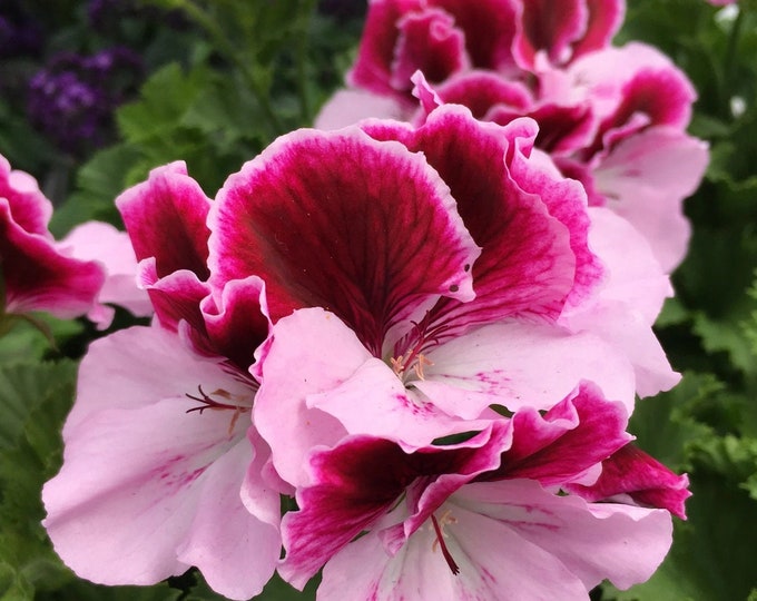 Geranium 'elegance Purple Majesty' Live Plant - Etsy