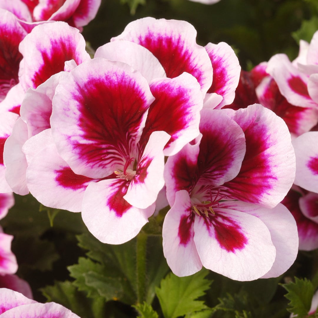 Geranium Candy Flowers Bi-color | Pelargonium Domesticum | Live Plant ...