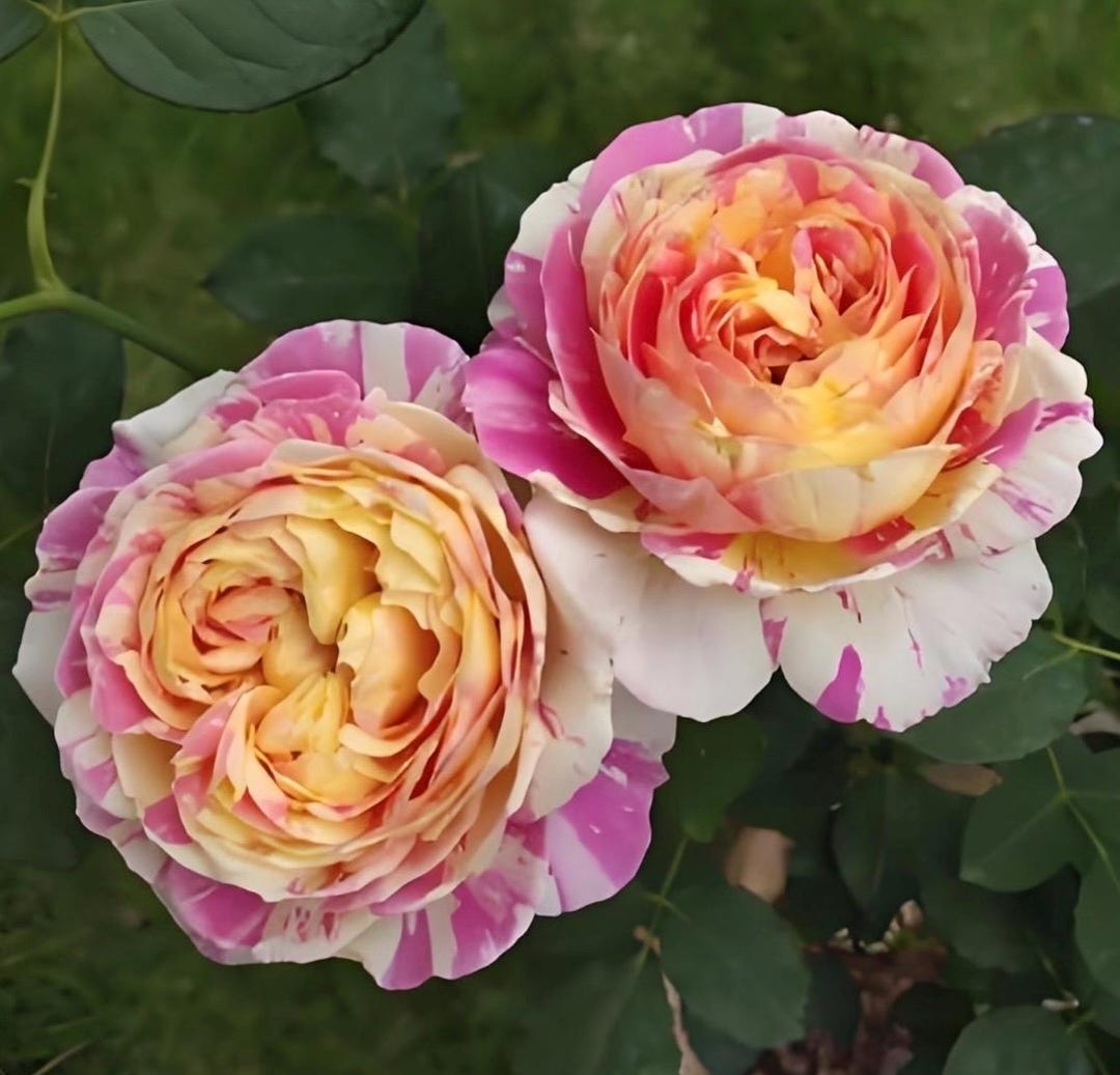 Rose Claude Monet | Beautiful Stripped Rose｜own Rooted in 1 Gallon Pot ...