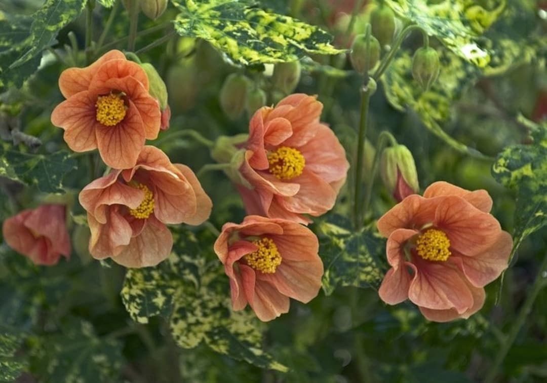Abutilon ‘thompsonii’ | Painted Abutilon | Flowering Maple Thompsonii ...
