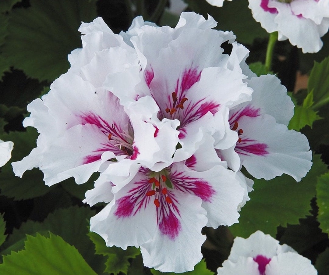 Geranium Regal 'elegance Royal White' Live Plant - Etsy