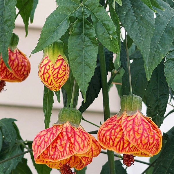 Chinese Lantern Plant - Etsy