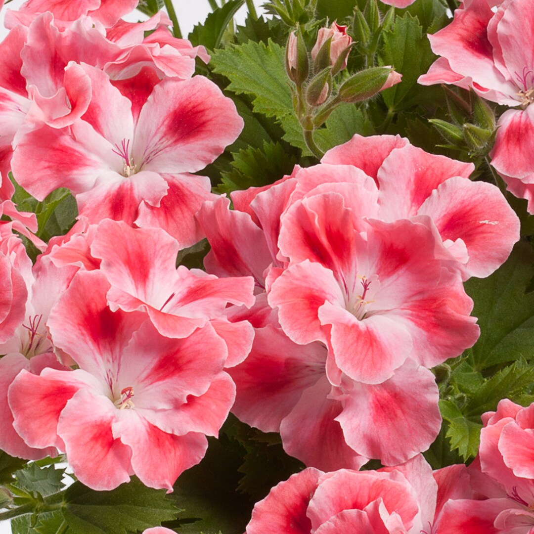 Geranium Candy Flowers Peach Cloud | Pelargonium | Live Plant in 6-inch ...