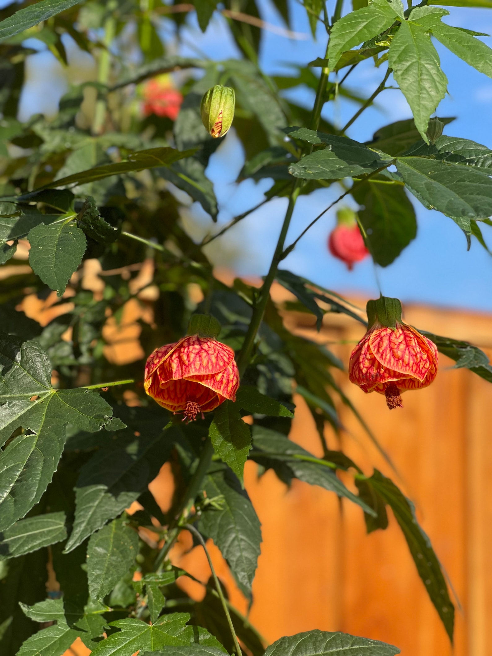 Abutilon Tiger Eyeflowering Maple chinese Lantern Live Plant in 1 ...