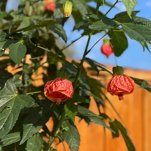 Abutilon Tiger Eye｜flowering Maple |chinese Lantern | Live Plant in 0.5 ...