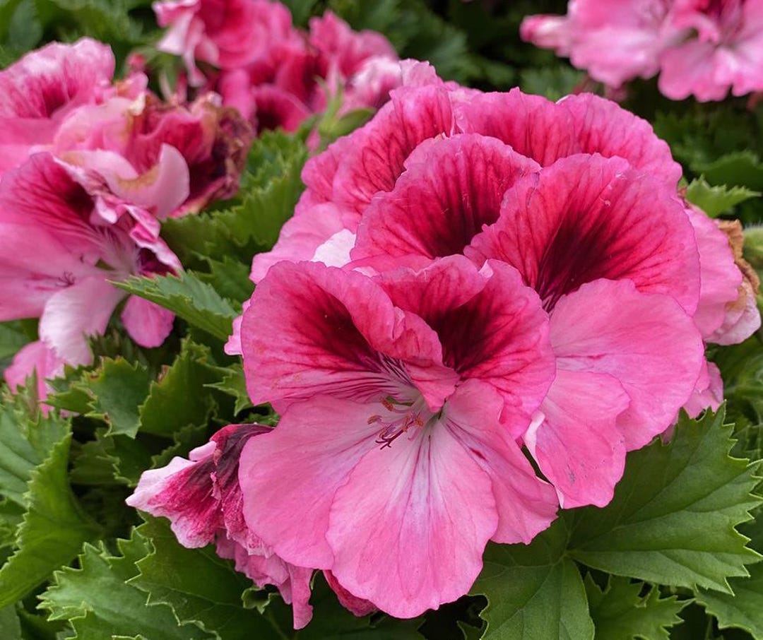 Geranium 'elegance Rose Bicolor' | Pelargonium Regal| Live Plant in 6 ...