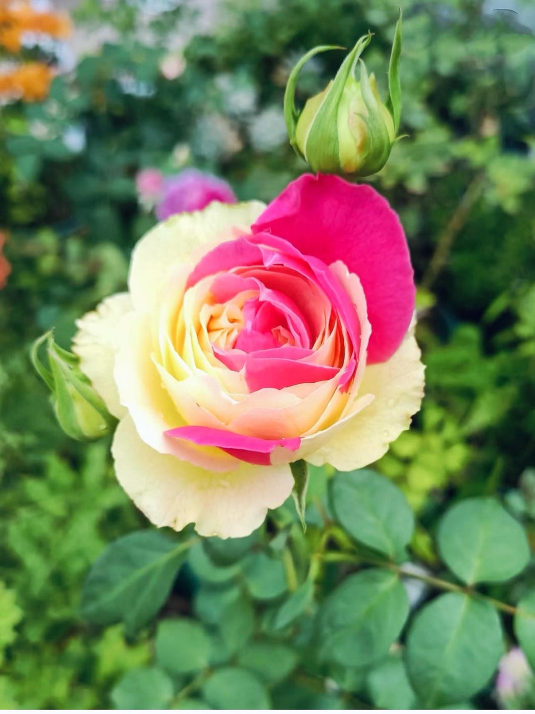 Rare Rose 'fugetsu' Bicolor Blooms Japanese Roseown Rooted in 1 Gallon ...