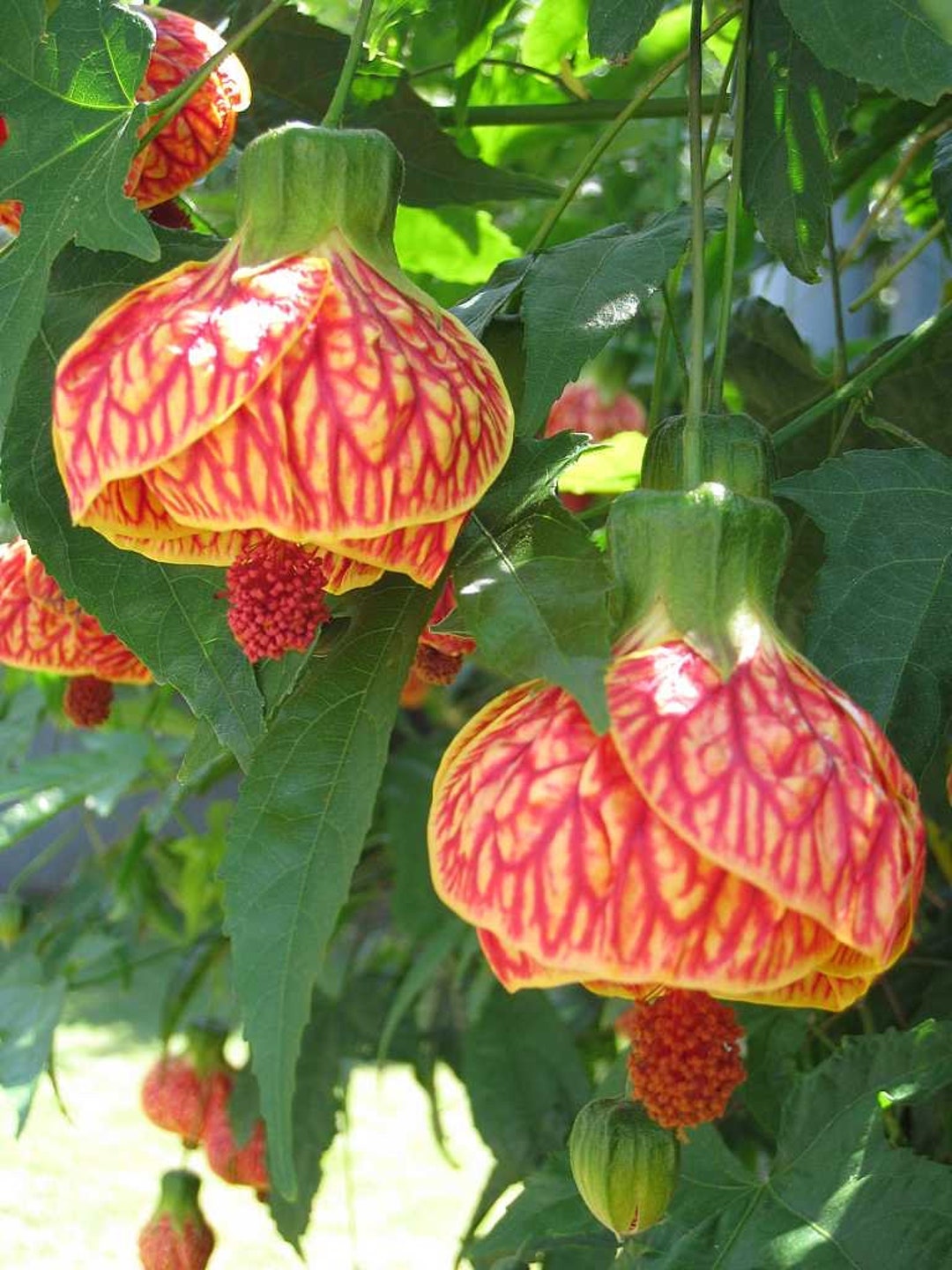 Abutilon Tiger Eye｜flowering Maple |chinese Lantern | Live Plant in 0.5 ...