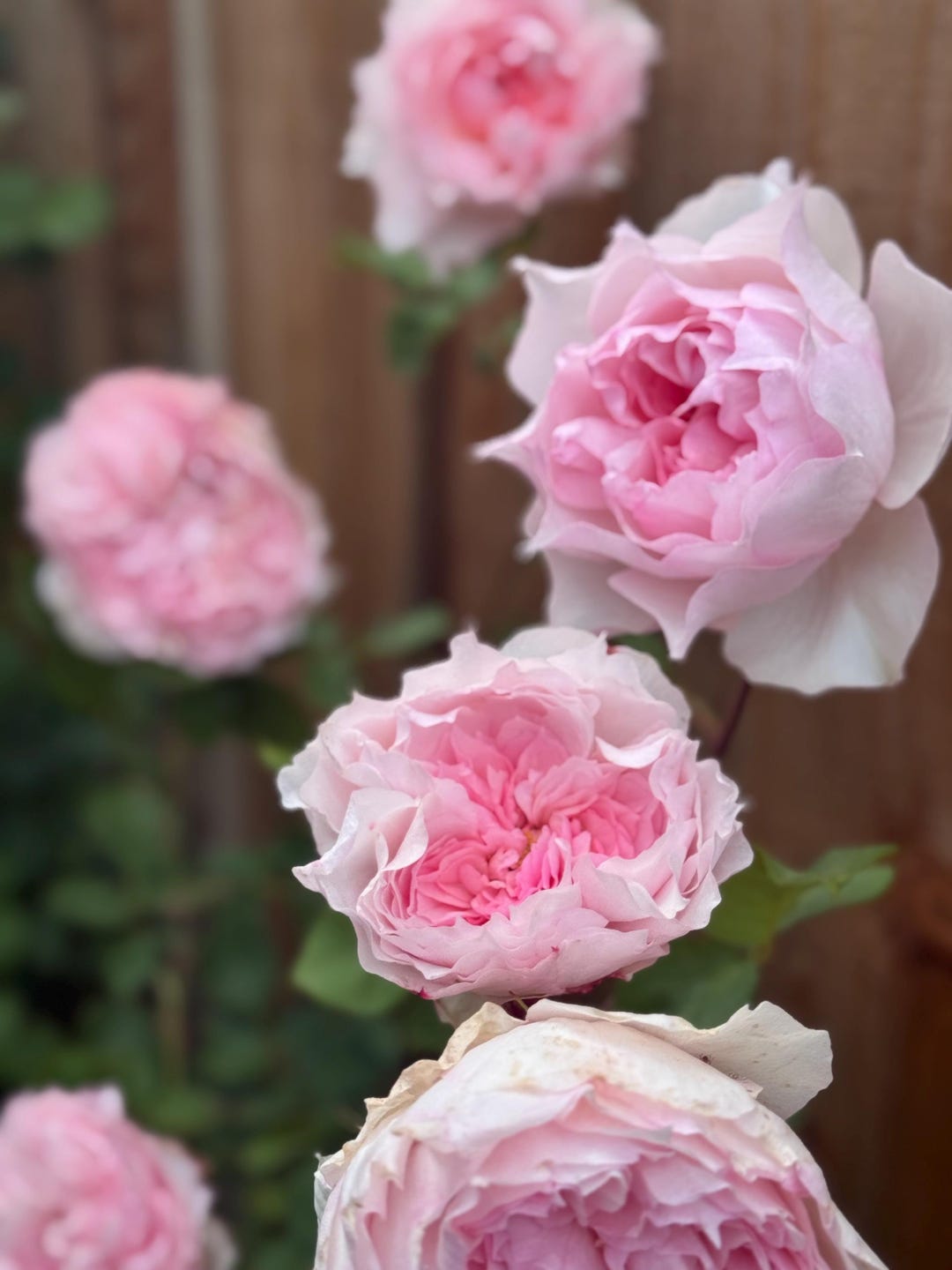 Rare Rose 'monique Darve' | Own-root Live Plant 1 Gallon Pot - Etsy