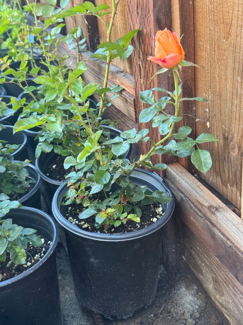 Juicy Terrazza Rose | Live Plant| Netherland Rose| Own Root Bushes in 1 ...