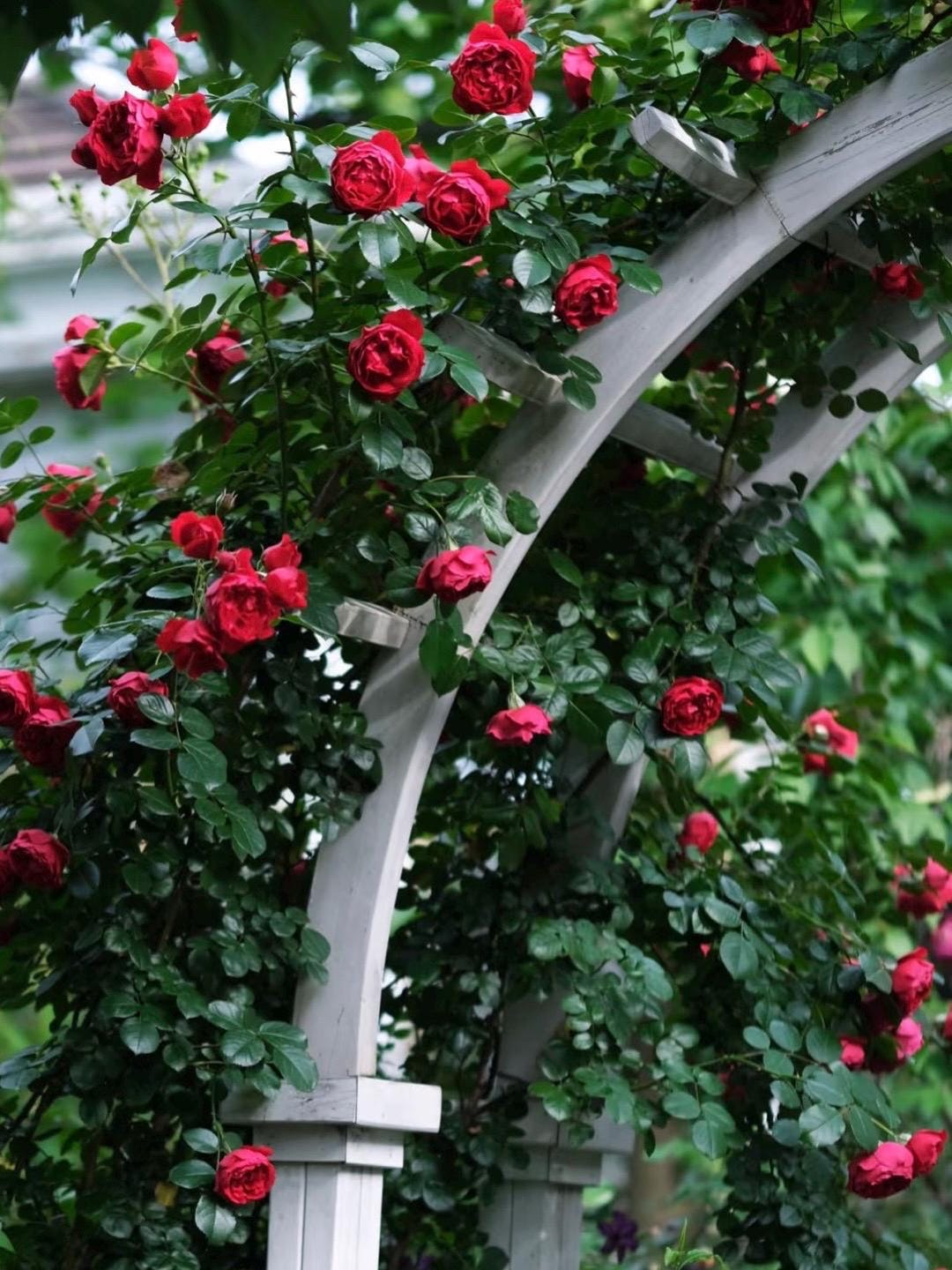 Rose ‘florentina’ | Climbing Roses | Own-root | 1 Gallon Pot - Etsy