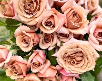 Rare Rose princess Sakura Live Plant Japanese Rose Own Rooted in 1 ...