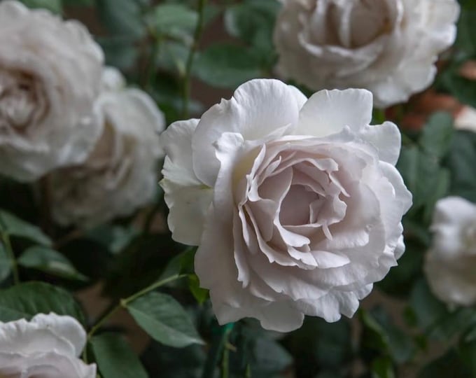 Rare Japanese Rose 'saphiret' | Shrub Rose |サフィレット 莎菲天使 | Blue-mauve ...